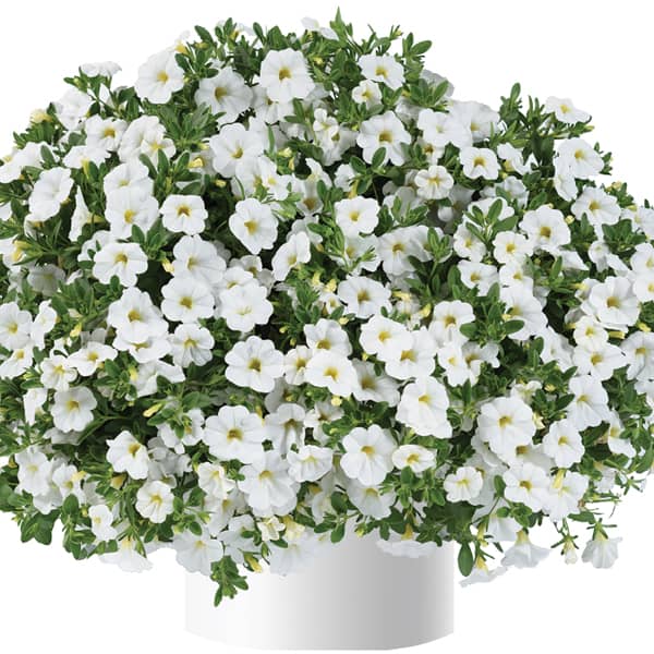 Raes Bloemzaden nv | Calibrachoa hybrida Lia Mix