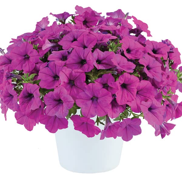 Raes Bloemzaden nv | Petunia hybrida Capella Cherry Vanilla