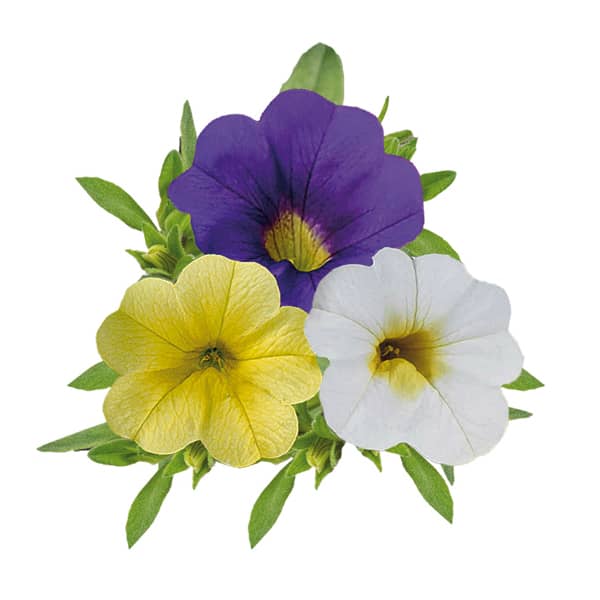 Raes Bloemzaden nv | Calibrachoa hybrida Lia Mix