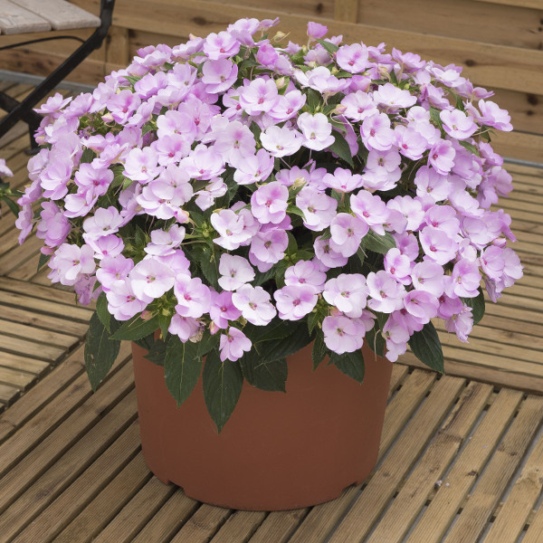 Raes Bloemzaden nv | Impatiens hybrida Sunpatiens Compact Deep Rose