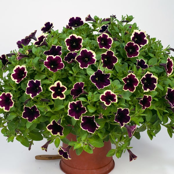 Raes Bloemzaden nv | Petunia hybrida Cascadias Cabernet™
