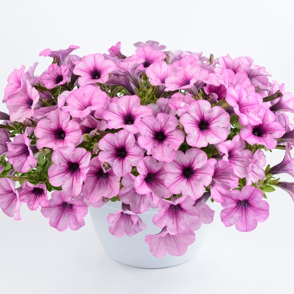 Raes Bloemzaden nv | Petunia hybrida Capella Cherry Vanilla