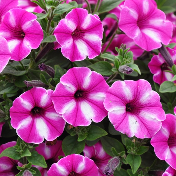 Raes Bloemzaden nv | Petunia hybrida Supertunia Chocolina®