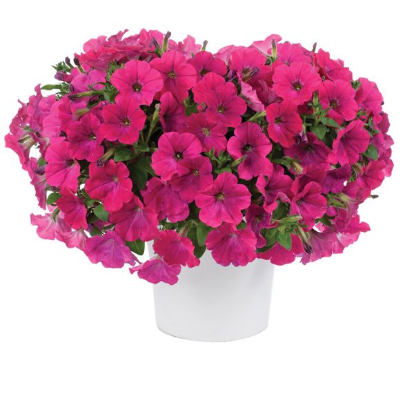 Raes Bloemzaden nv | Petunia hybrida Capella Cherry Vanilla