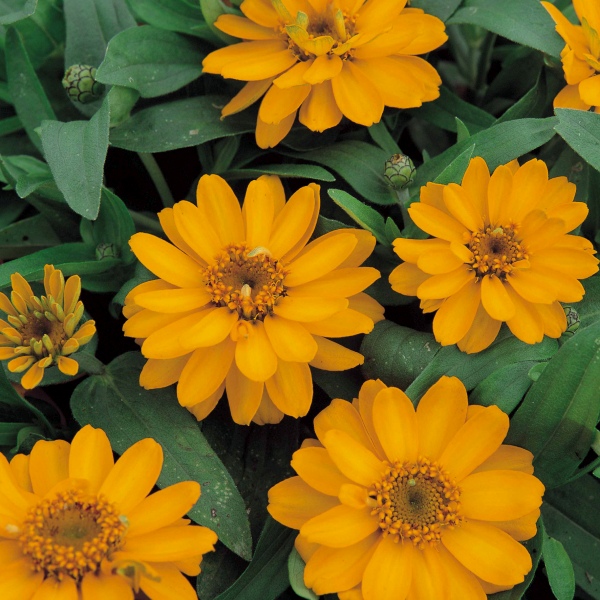 Raes Bloemzaden nv | Zinnia hybrida Profusion Double White