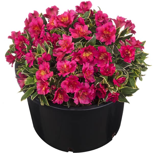 Raes Bloemzaden nv | Alstroemeria hybrida Garden Compact River Valley®