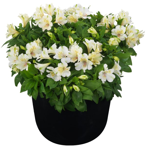 Raes Bloemzaden nv | Alstroemeria hybrida Garden Compact River Valley®