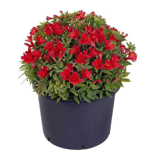 Raes Bloemzaden nv | Alstroemeria hybrida Garden Compact Valley River ...